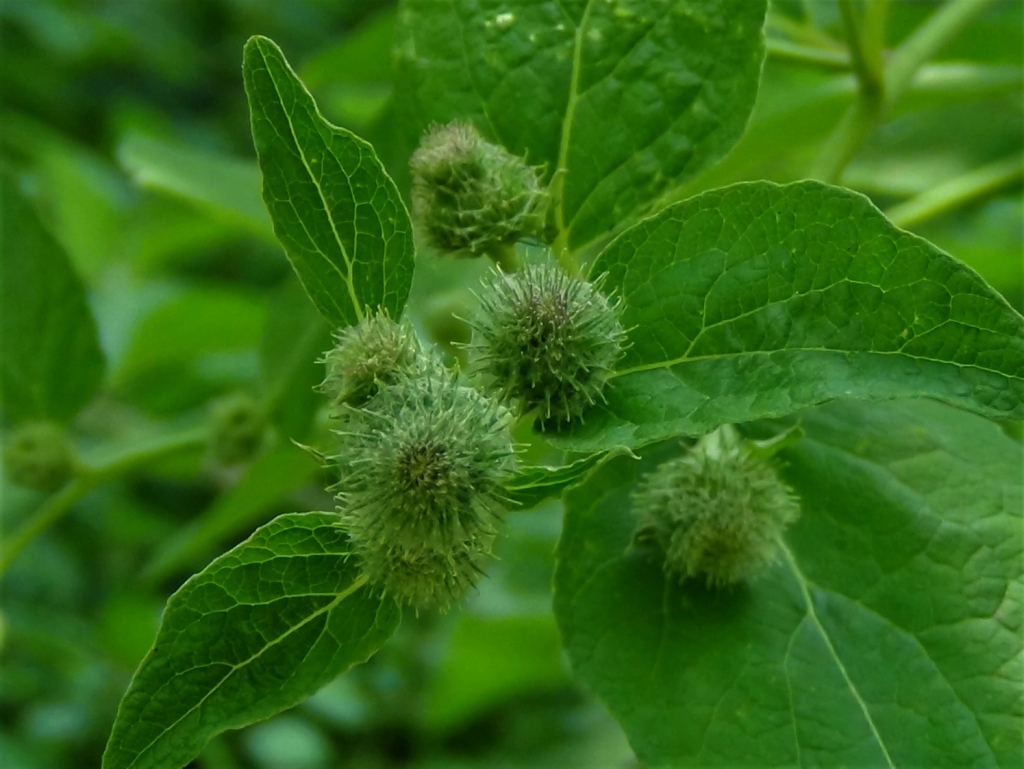 Burdock - Wild Food UK