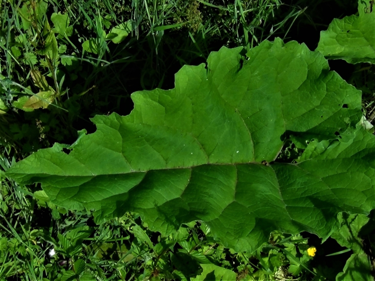 Burdock - Wild Food UK