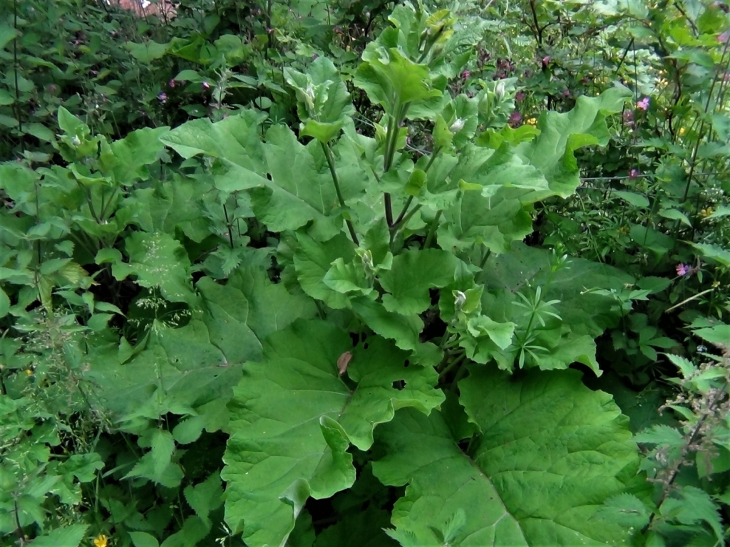 Burdock - Wild Food UK