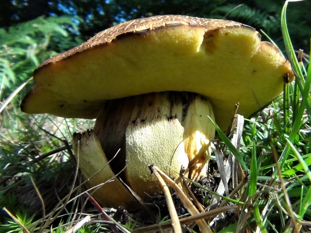 Oak Bolete - Wild Food UK