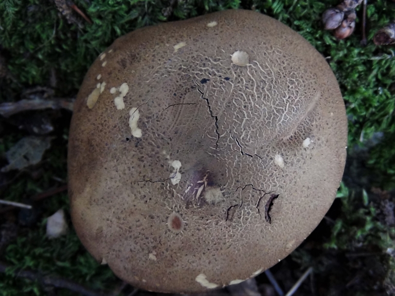 Oak Bolete - Wild Food UK