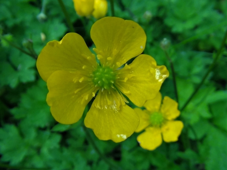 Buttercups - Wild Food UK