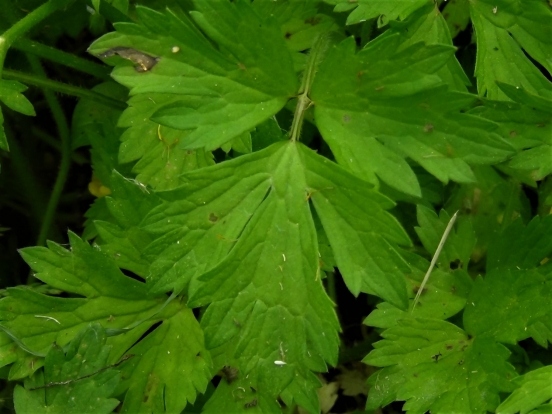 Buttercups - Wild Food UK