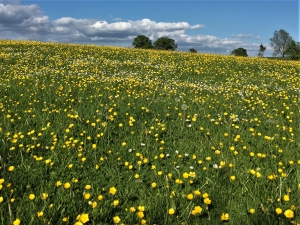 Buttercups - Wild Food UK
