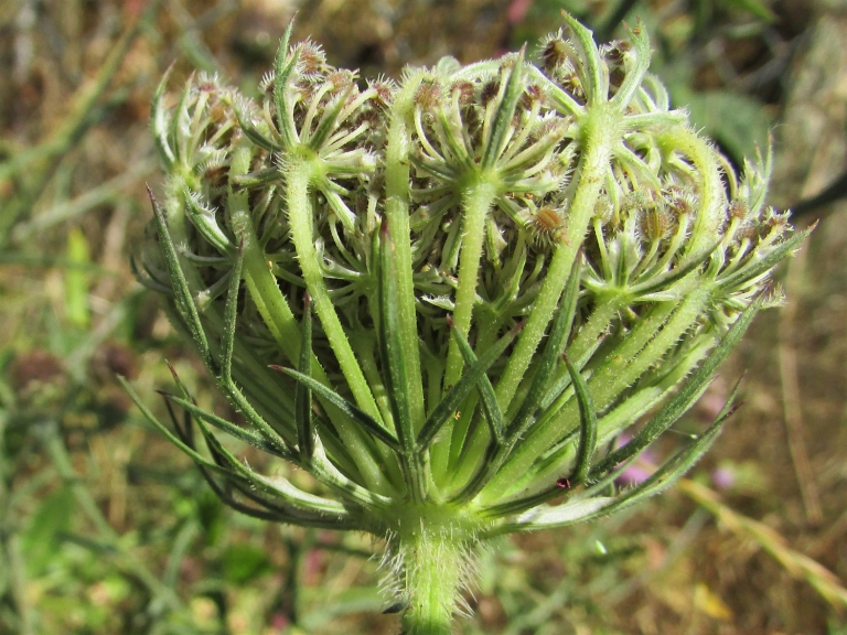 Wild Carrot - Wild Food UK