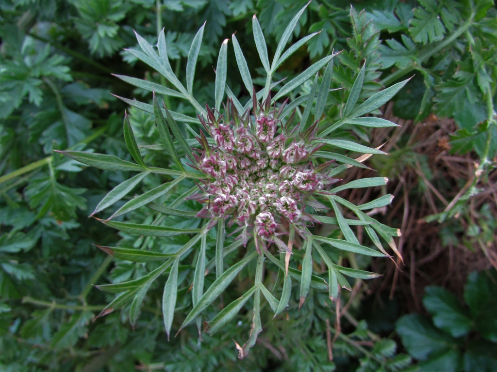 Wild Carrot - Wild Food UK