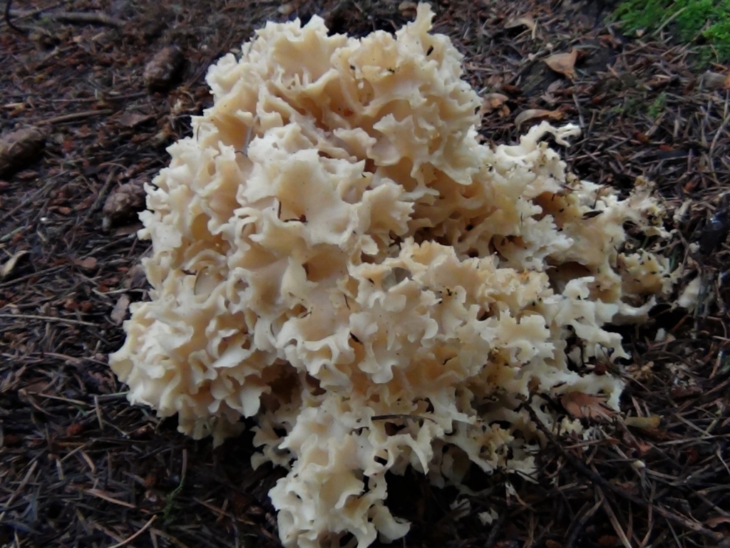 Cauliflower-Like Lesions Fungal Infection at Hilda Woolsey blog