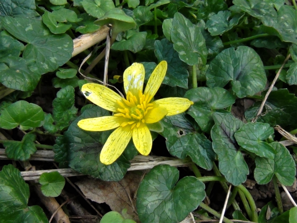 Lesser Celandine - Wild Food UK