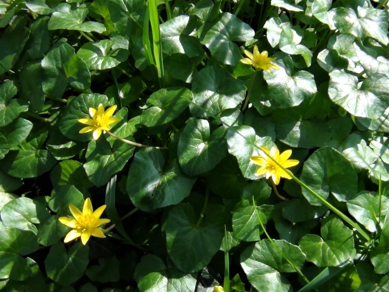 Lesser Celandine - Wild Food UK