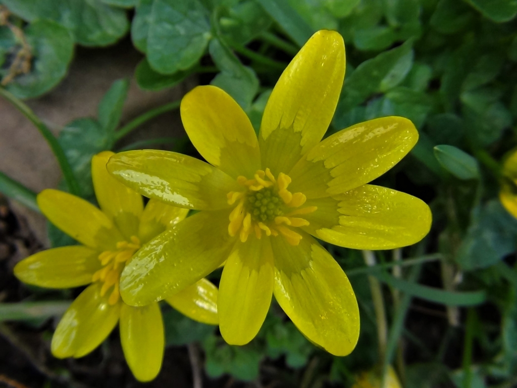 Lesser Celandine - Wild Food UK