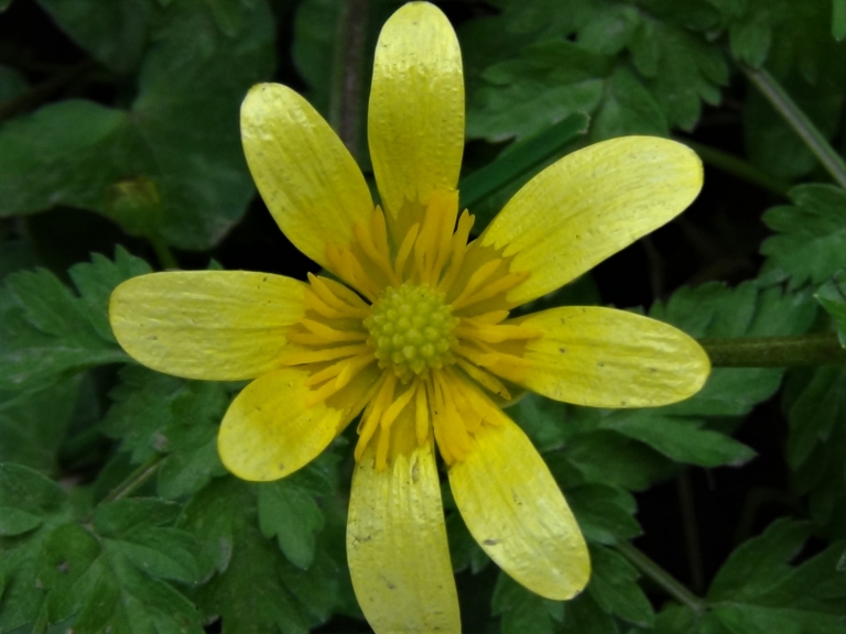 Lesser Celandine - Wild Food UK