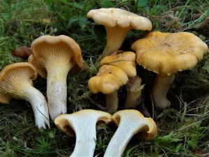 Chanterelle - Wild Food UK