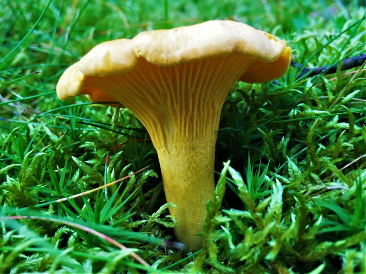 Chanterelle - Wild Food UK