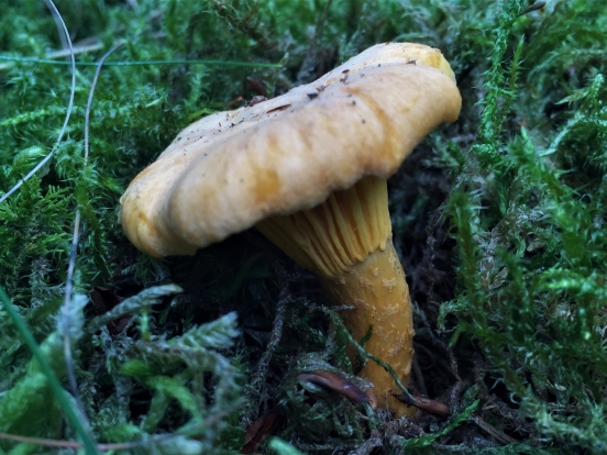 Chanterelle - Wild Food UK