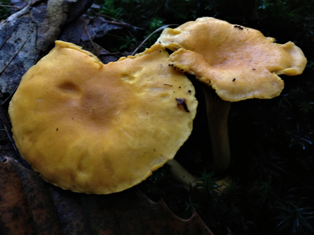 Chanterelle - Wild Food UK