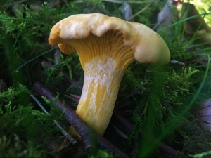 Chanterelle - Wild Food UK