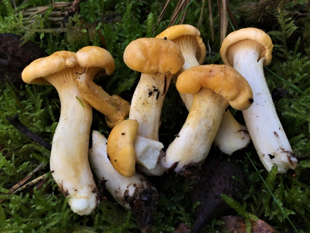 Chanterelle - Wild Food UK