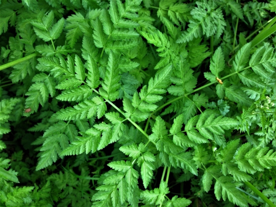 Wild Chervil - Wild Food UK