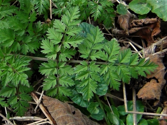 Wild Chervil - Wild Food UK