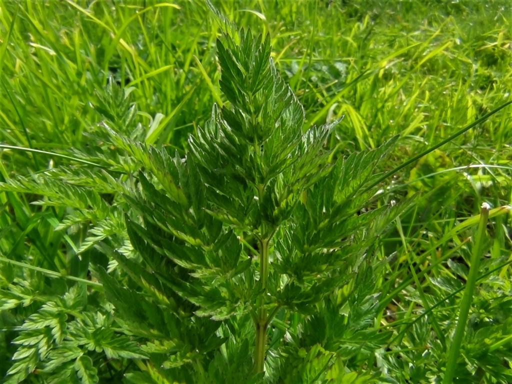 Wild Chervil - Wild Food UK