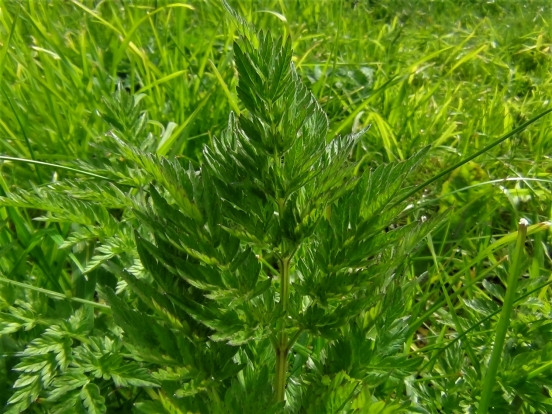 Wild Chervil - Wild Food UK