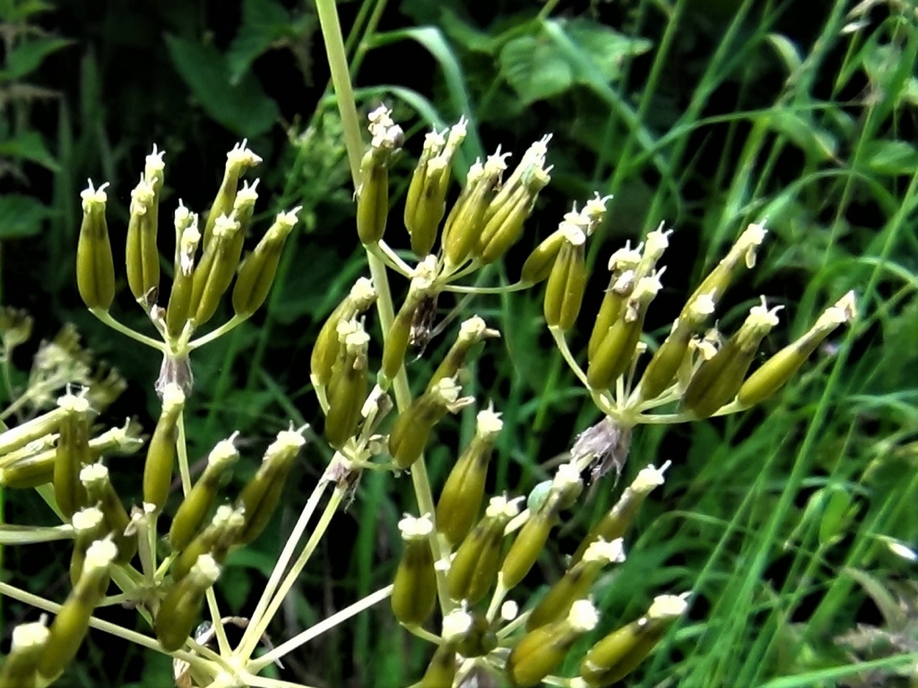 Wild Chervil - Wild Food UK