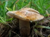 Chestnut Bolete - Wild Food UK
