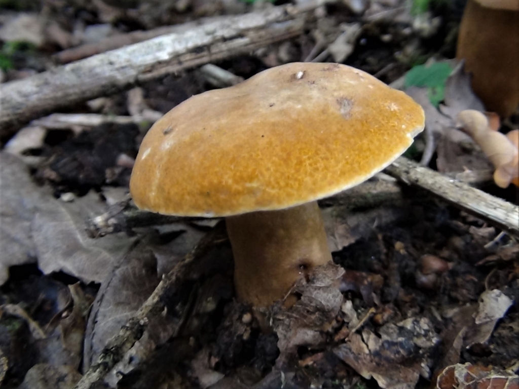 Chestnut Bolete - Wild Food UK