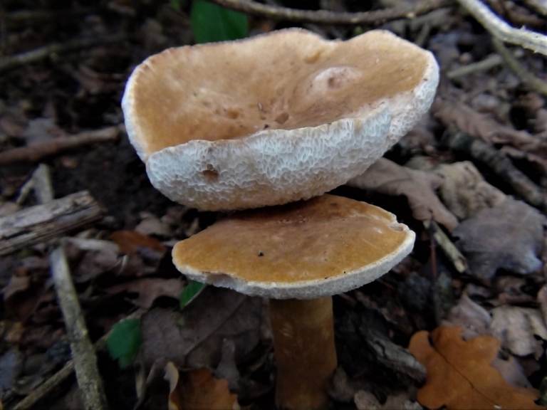 Chestnut Bolete - Wild Food UK