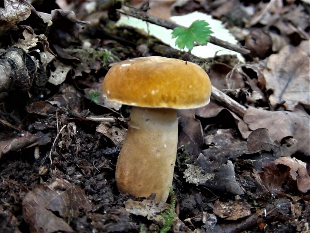 Chestnut Bolete - Wild Food UK