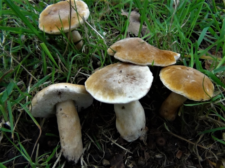 Chestnut Bolete - Wild Food UK