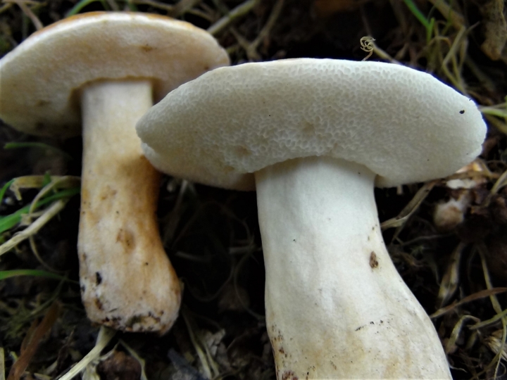 Chestnut Bolete - Wild Food UK