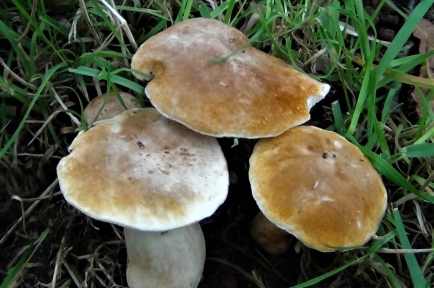 Wild UK Mushrooms (Fungi): Guide to Identification & Picking