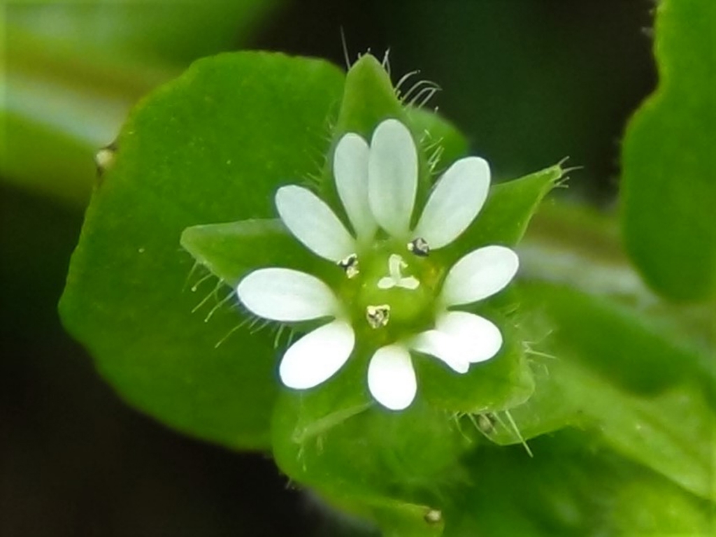 Common Chickweed - Wild Food UK