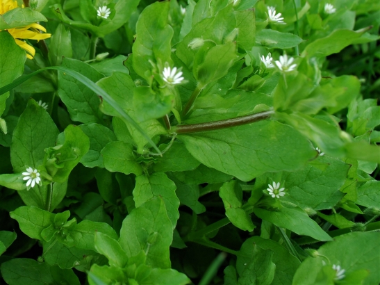 Common Chickweed - Wild Food UK