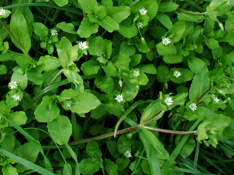 Common Chickweed - Wild Food UK