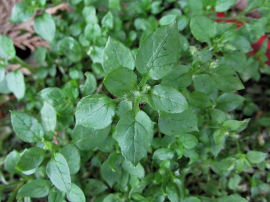 Common Chickweed - Wild Food UK