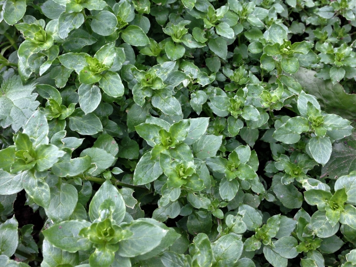 Common Chickweed - Wild Food UK