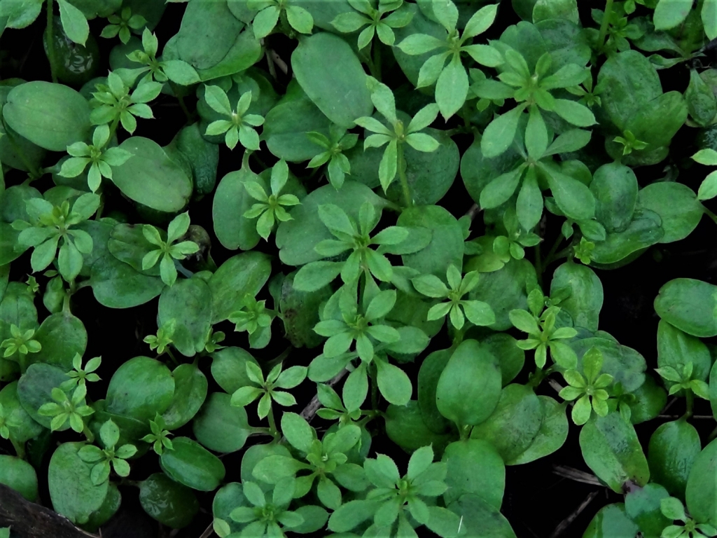 Cleavers - Wild Food UK