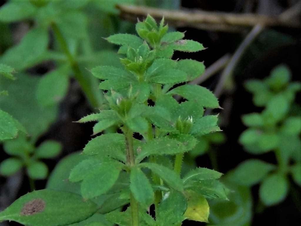 Cleavers - Wild Food UK