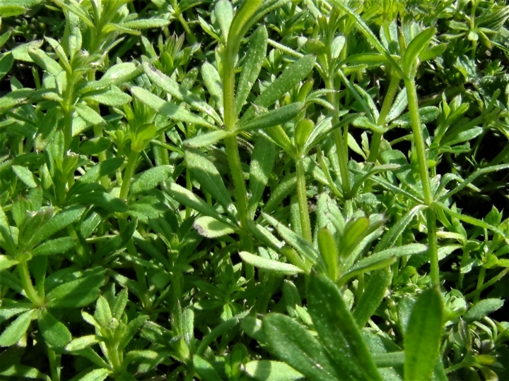 Cleavers - Wild Food UK