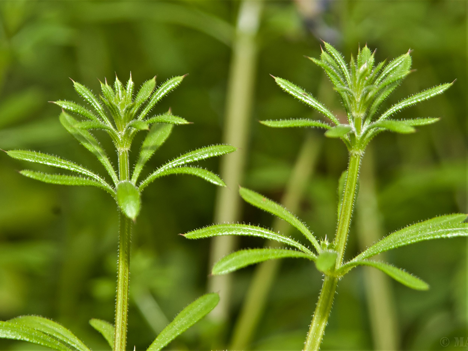 Cleavers Goosegrass Sticky Willies Galium Aparine