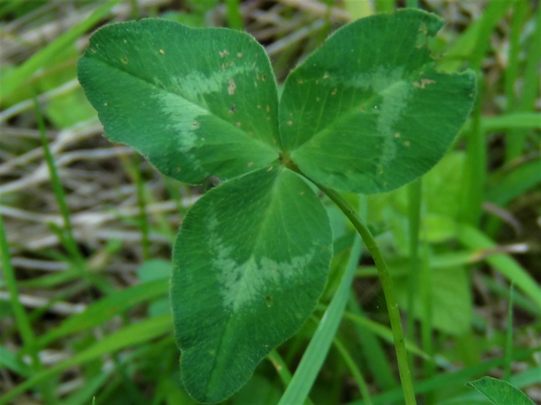 Clovers - Wild Food UK