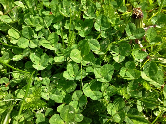 Clovers - Wild Food UK