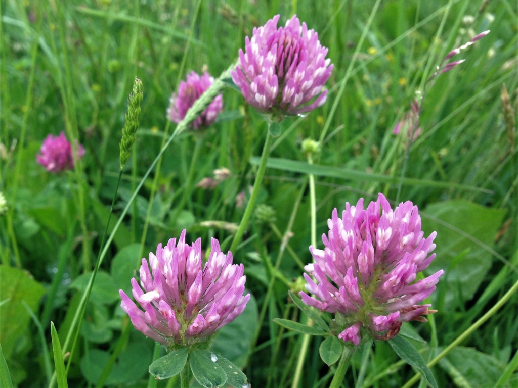 Clovers, Trefoil, Red Clover, Hares Tail Clover, Dutch Clover, Swedish ...
