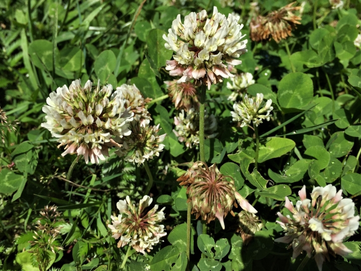 Clovers - Wild Food UK