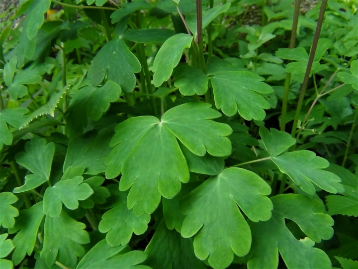 Columbine - Wild Food UK
