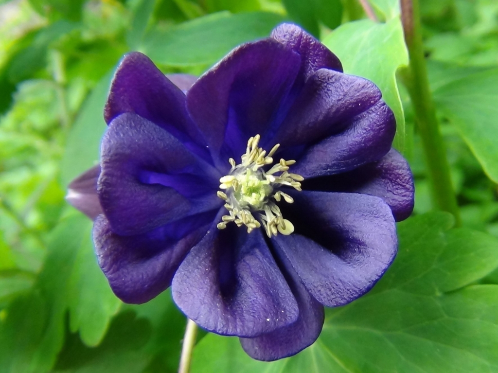 Columbine - Wild Food UK