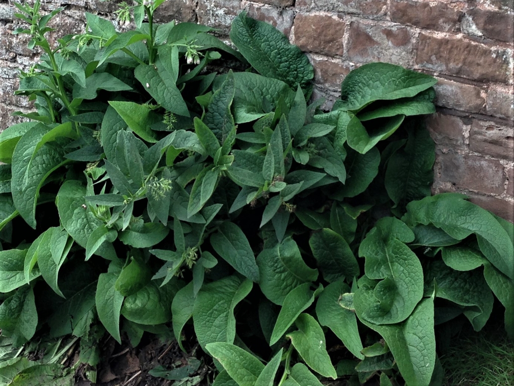Comfrey - Wild Food UK