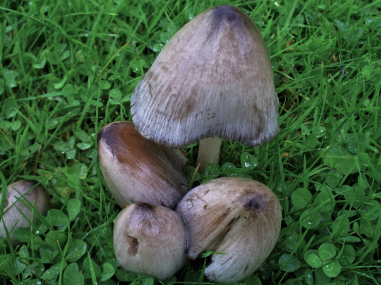 Common Inkcap - Wild Food UK